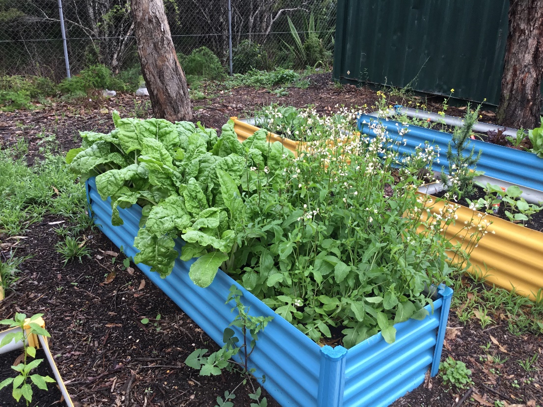 Bush Tucker Garden at Bankstown South Infants School